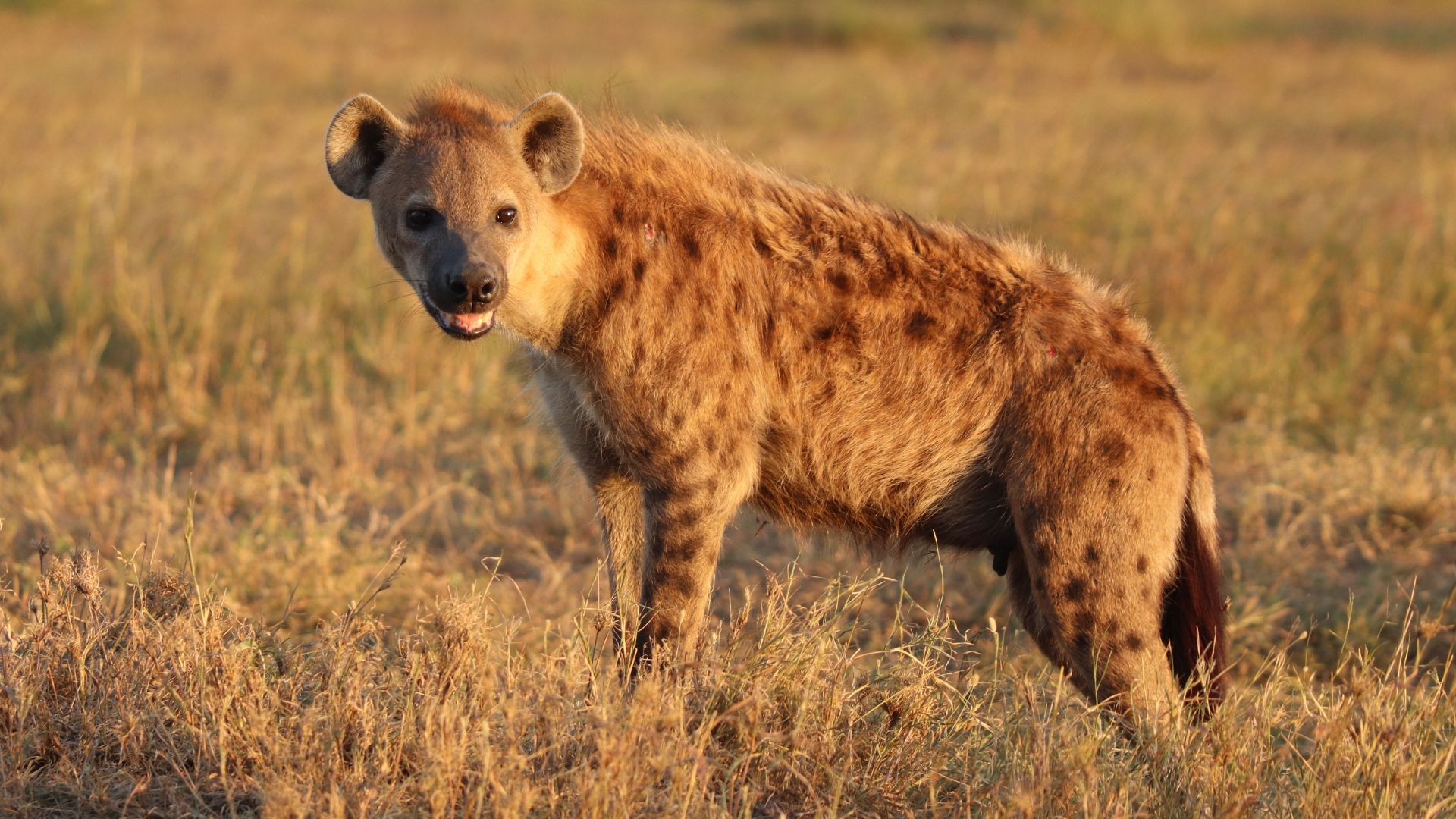 Hyenas know when and who to ‘whoop’ at thanks to their built-in caller ...