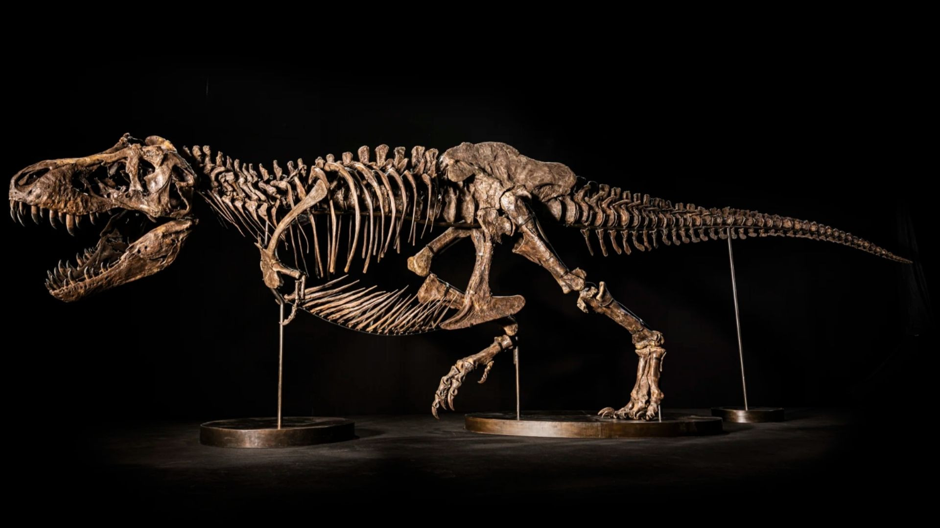 The first Tyrannosaurus Rex skeleton will be auctioned in Hong Kong in ...