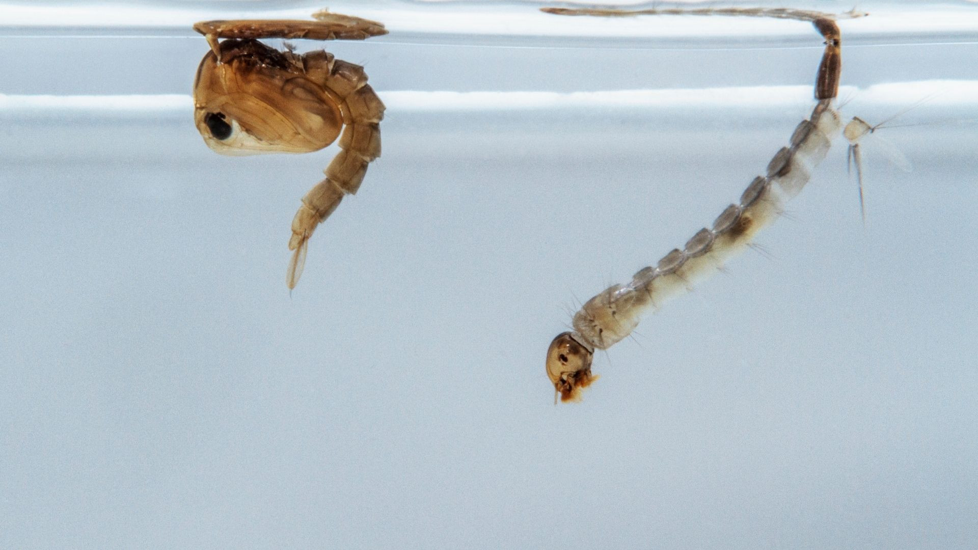 Watch predatory mosquitos capture their prey using their extendible ...