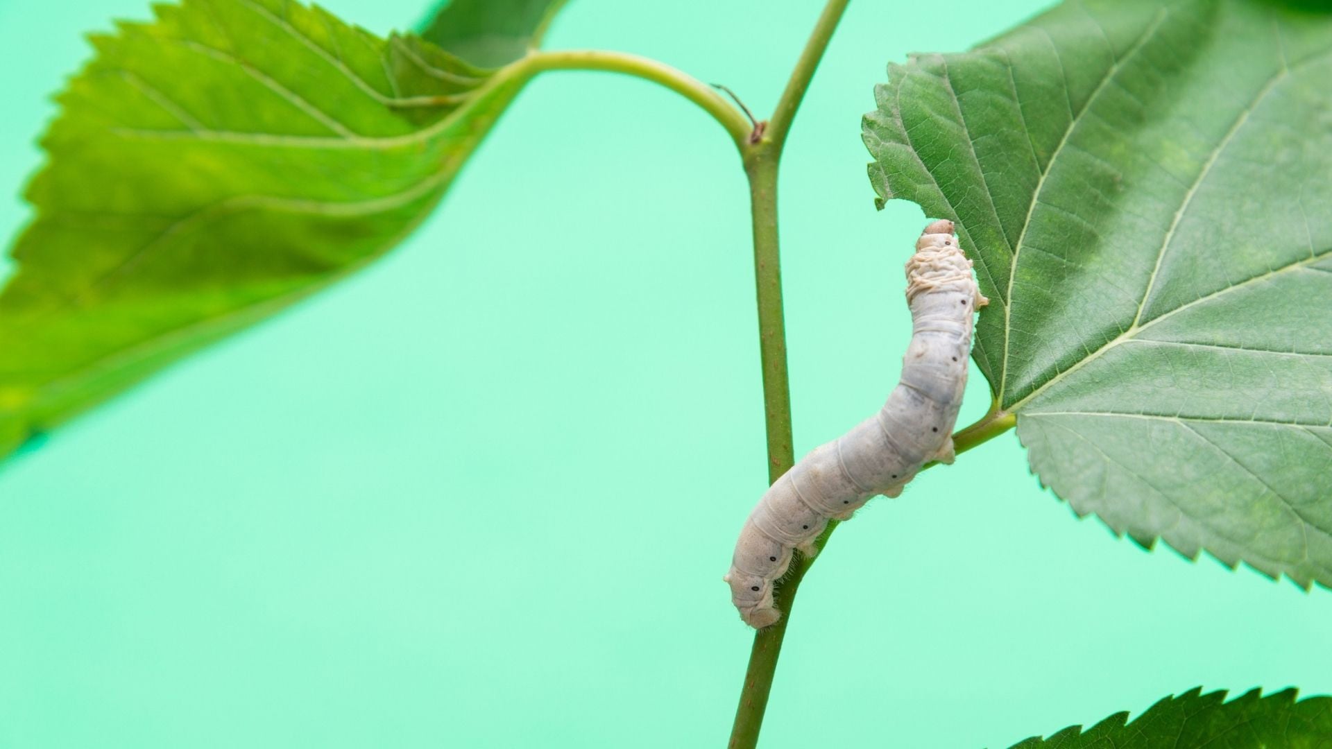 Newly developed silkworm silk is 70% more durable than spider silk ...