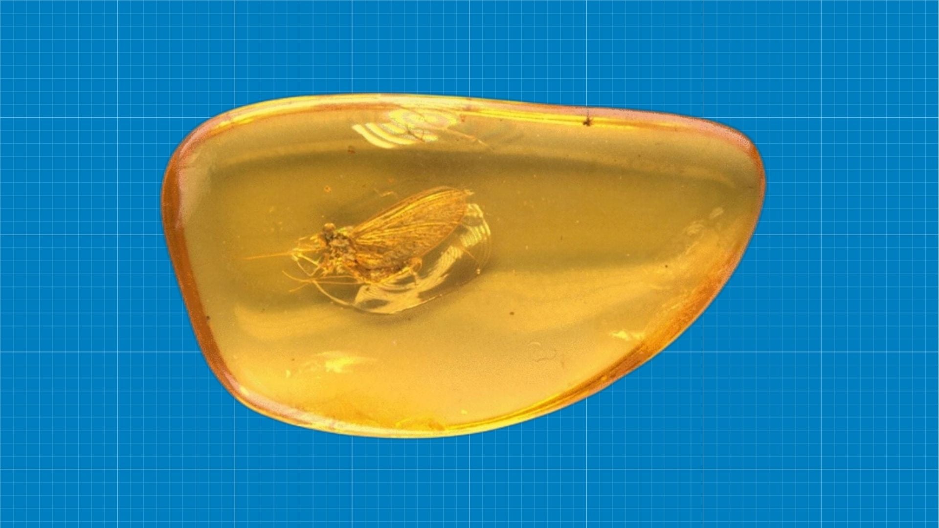 Researchers discover 35 million-year-old insect trapped in an amber