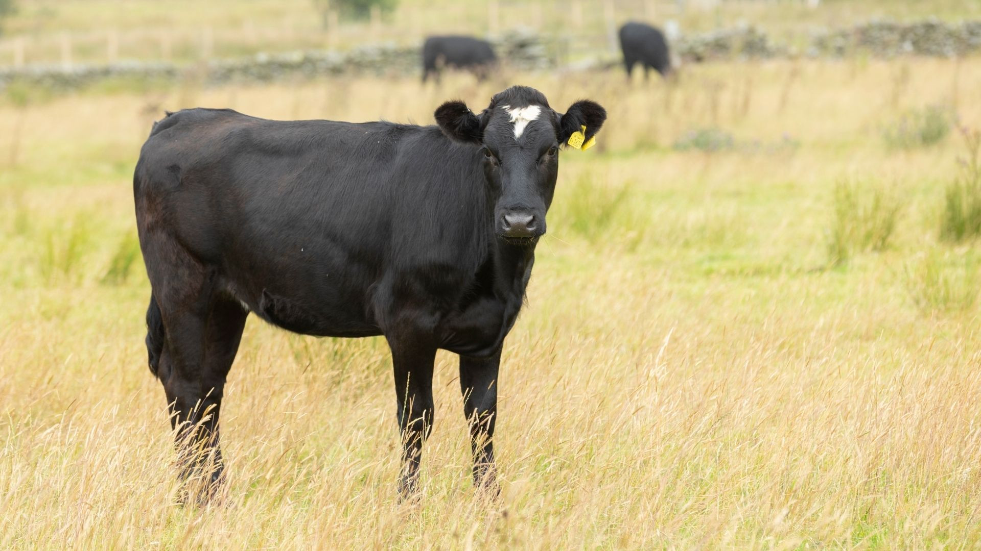 New Zealand aims to tax the greenhouse emissions produced by cows