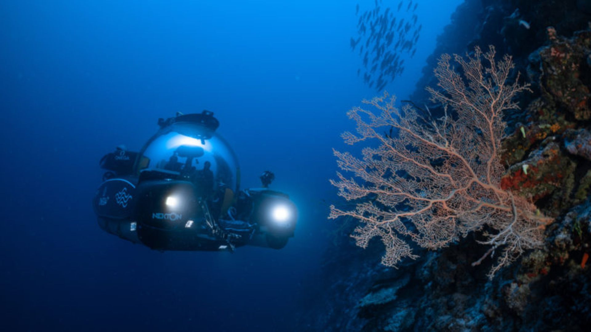 Scientists discover a new ecosystem in the deep ocean of Maldives