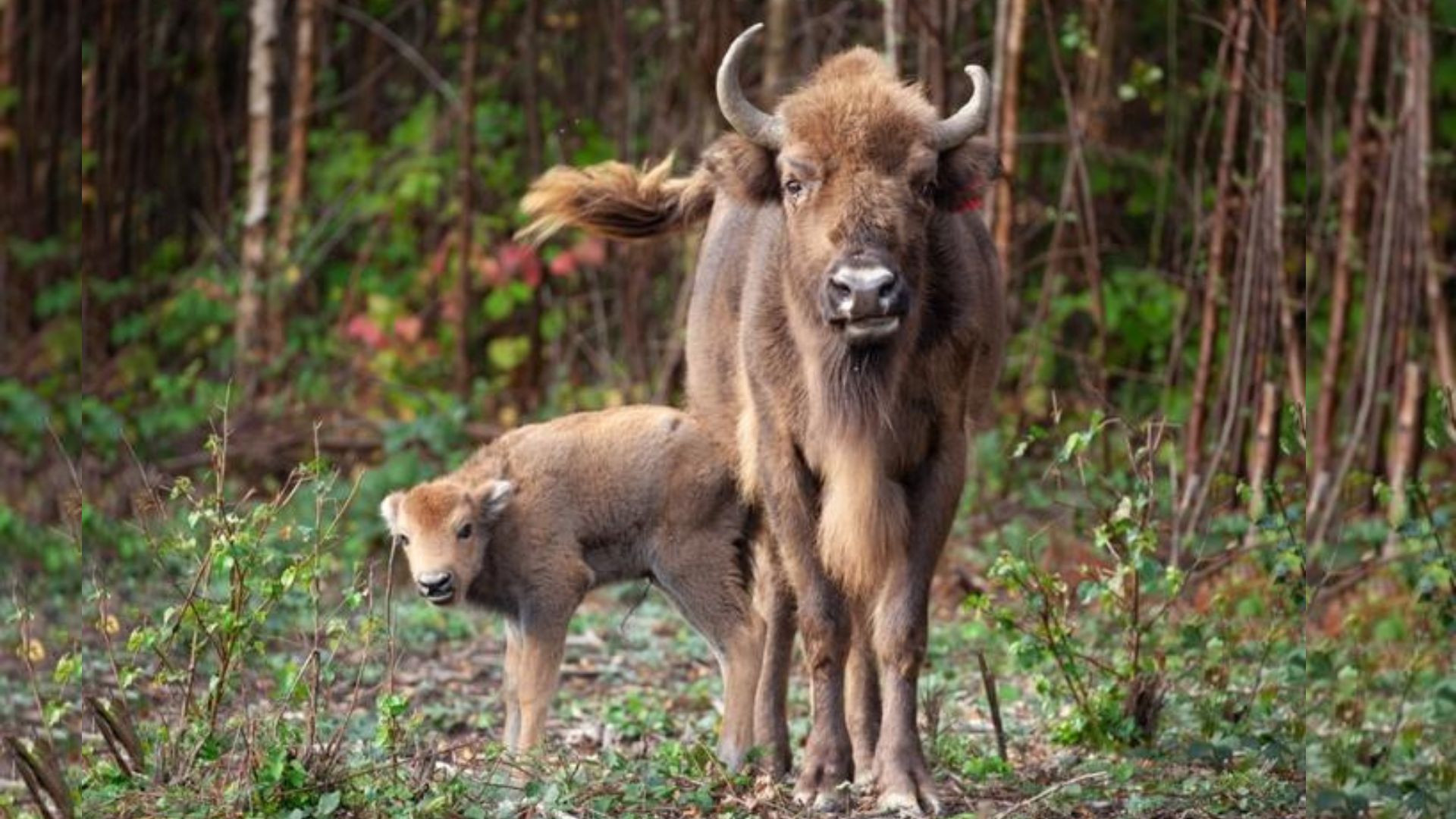 Eureka moment for UK: First 'ecosystem engineer,' baby bison born after ...