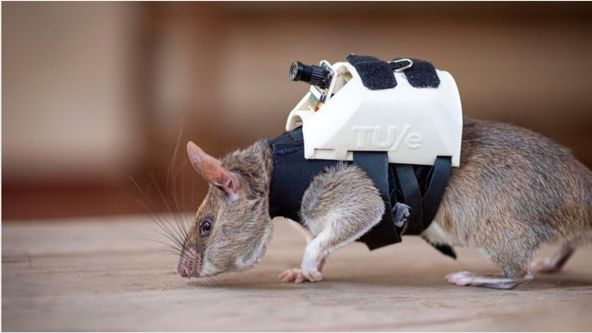 Rats with backpacks will be the savior of earthquake survivors - here's how