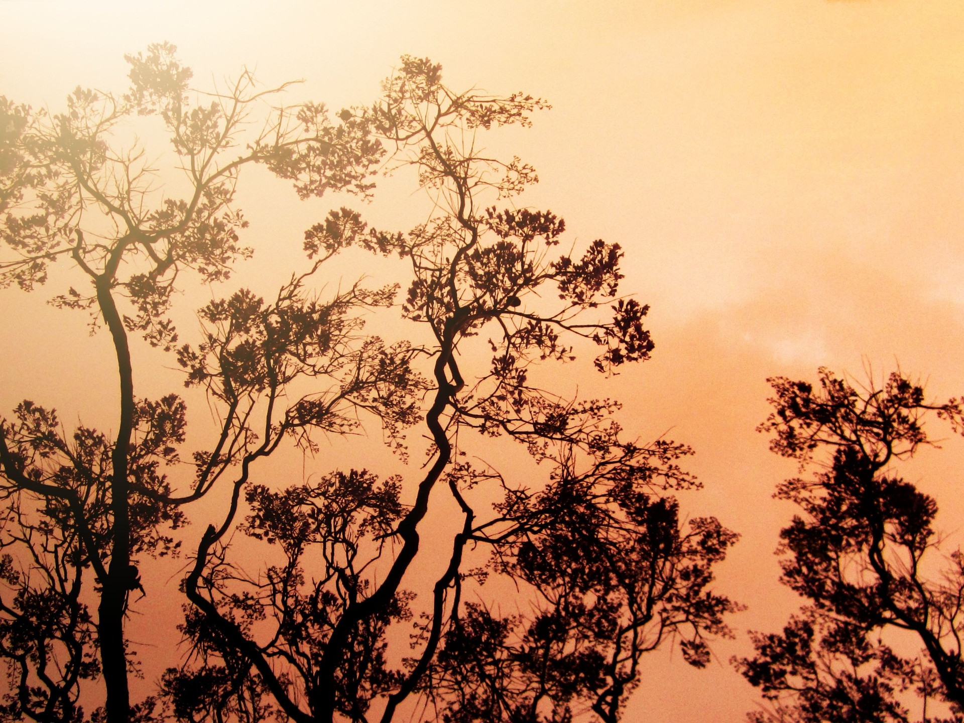 A newly developed AI-based method can accurately predict wildfires