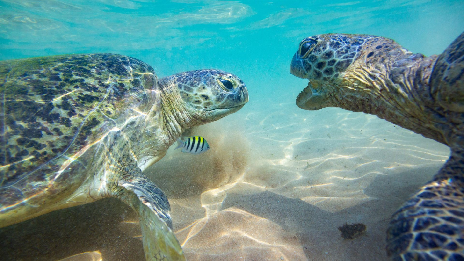Sea animals were thought to be mute. A scientist just discovered they ...