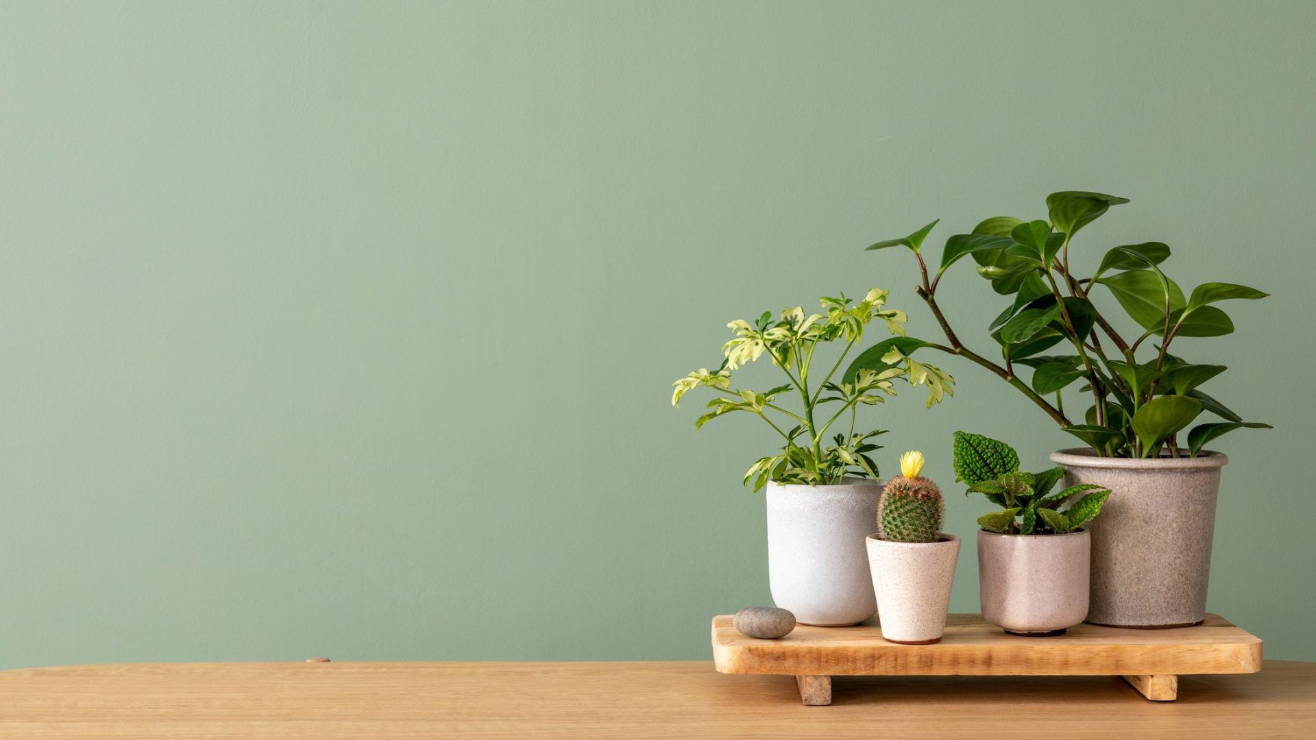Jet-lagged plants enable researchers to understand human health ...