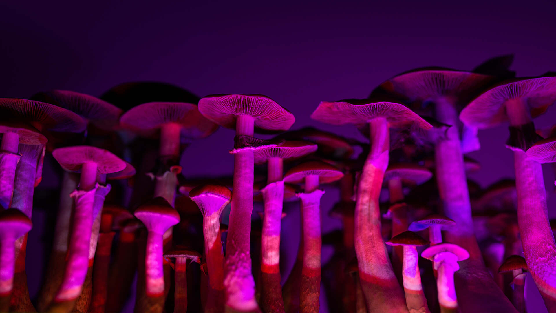 A single dose of magic mushrooms’ psilocybin treats severe depression