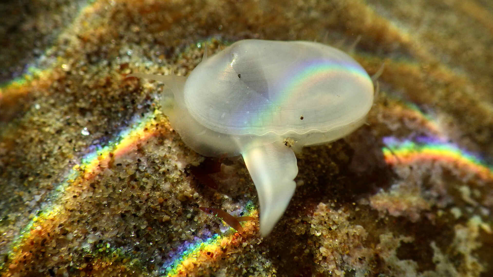 Researcher discovers a rare fossil clam thought to be dead some 40,000 ...