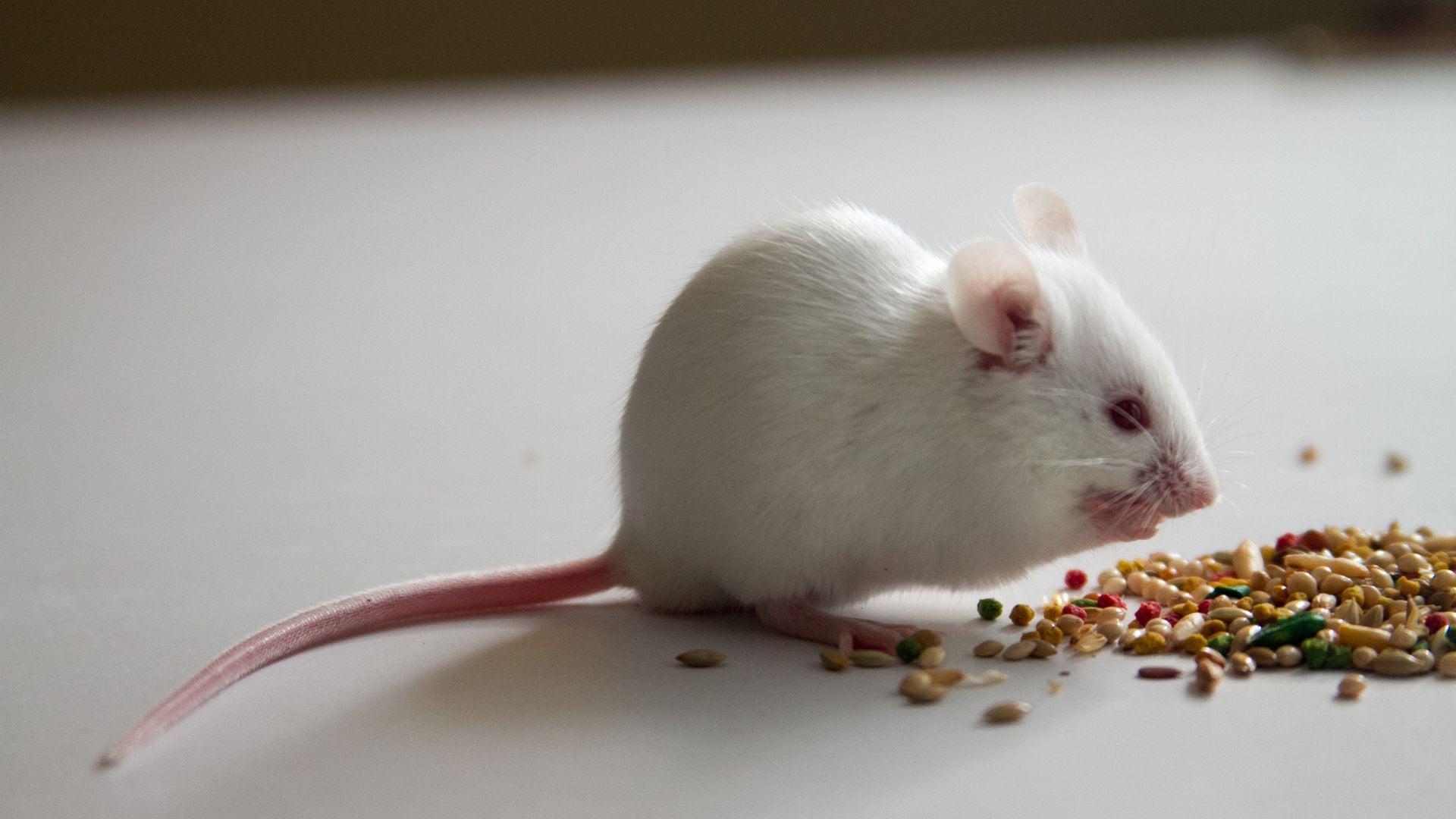 Lab mice on grain-based food coped with flu more easily than mice on a ...