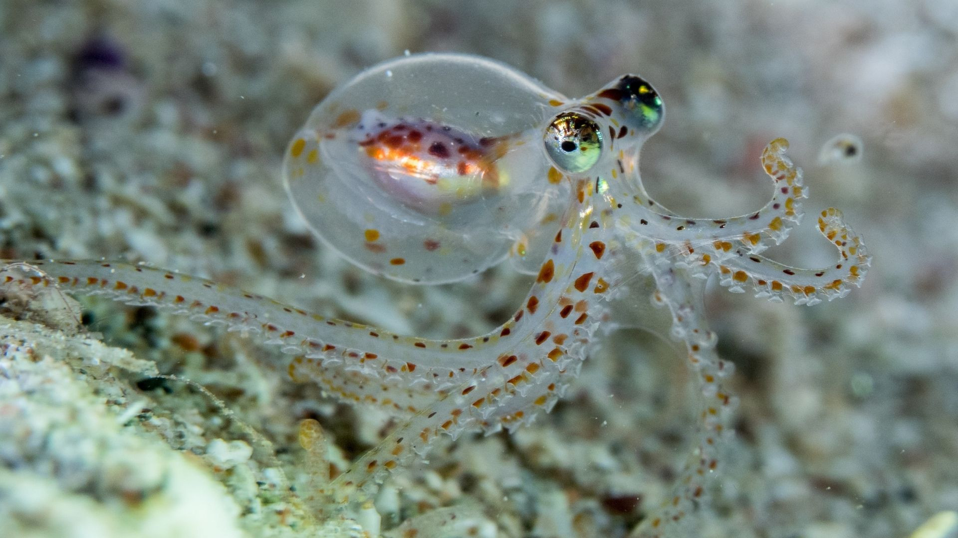 Breakthrough study reveals that human and octopus brains have common ...