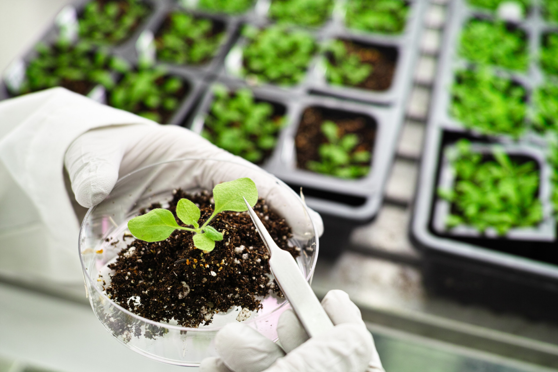 Researchers have discovered a way to produce cocaine from a tobacco plant