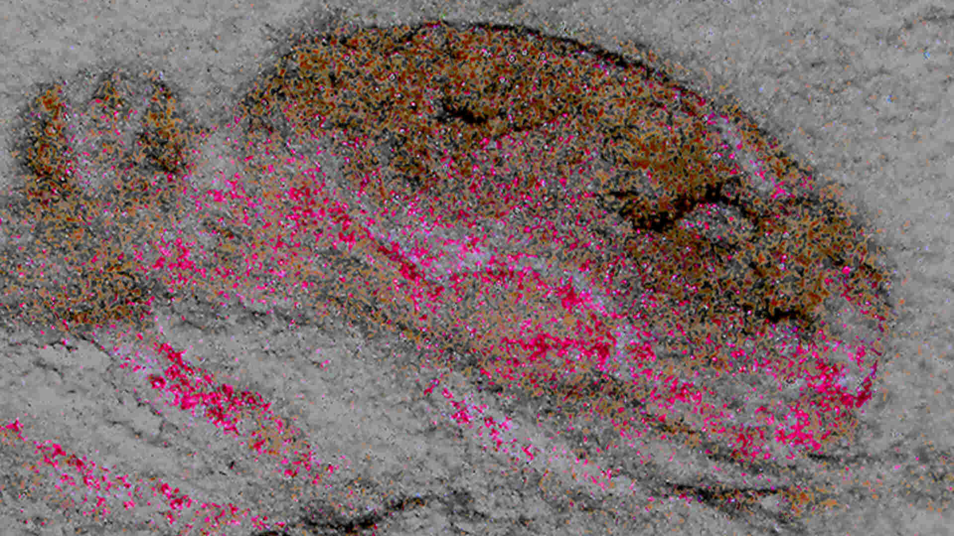 The world's oldest fossilized brain calls to question our theories ...