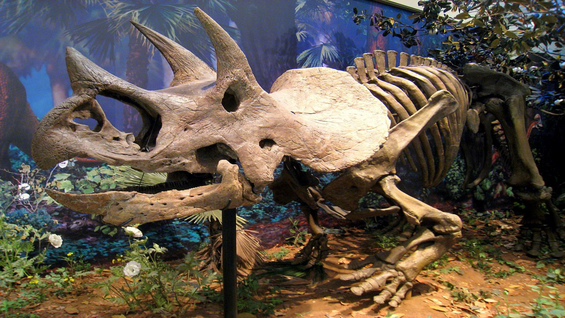 Triceratops Interesting Facts About The Three horned Dinosaur Triceratops Interesting Facts About The Three horned Dinosaur