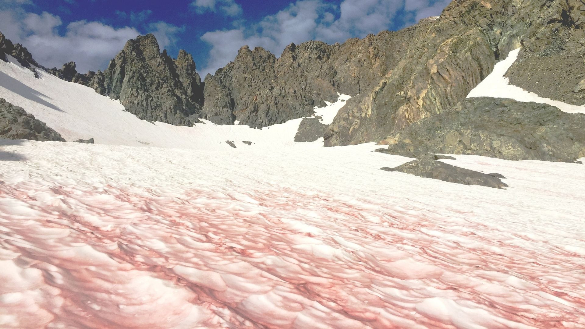 Pink snow: Here's how this 'cute' phenomenon threatens water supplies ...