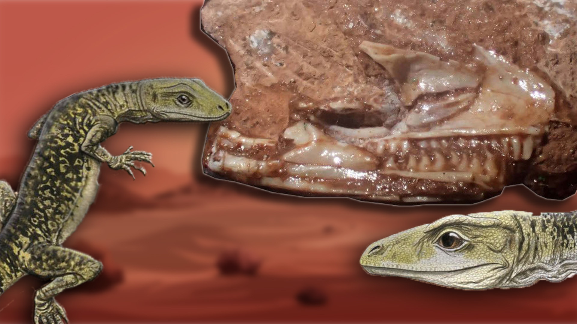 200-million-year-old lizard found in storeroom cupboard pushes origin ...