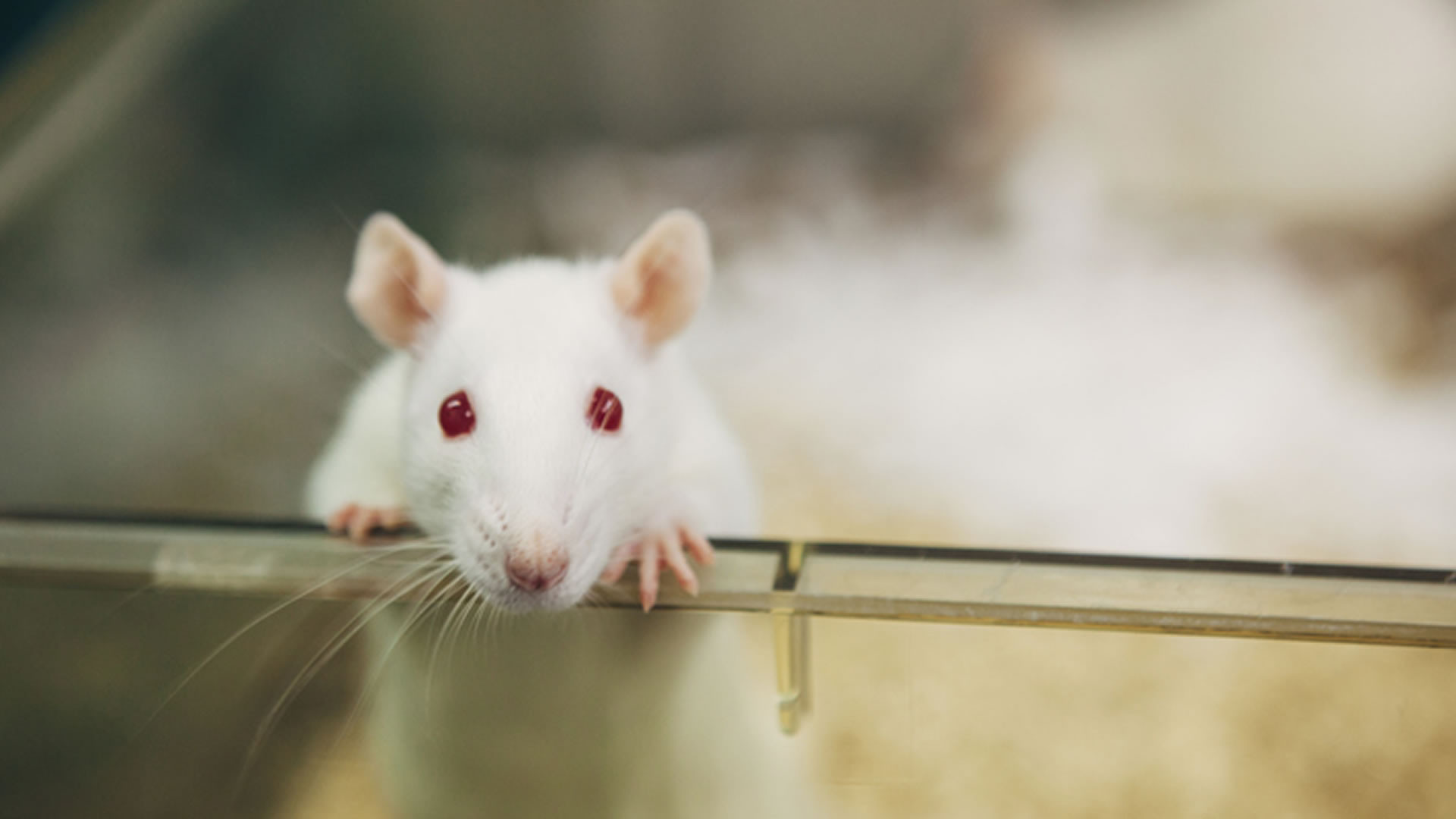 Neuralink allegedly rushes research, killing thousands of animals ...