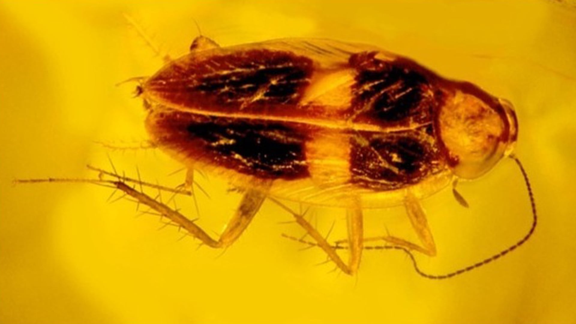 In a first, scientist discovers fossilized cockroach sperm in 30 ...