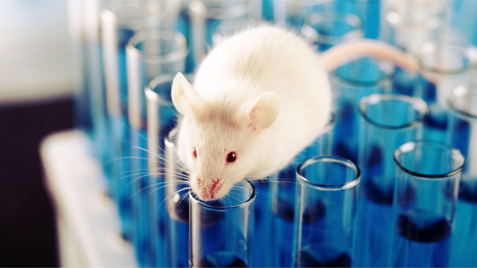 Gene therapy could save mice from heart attacks — humans could be next