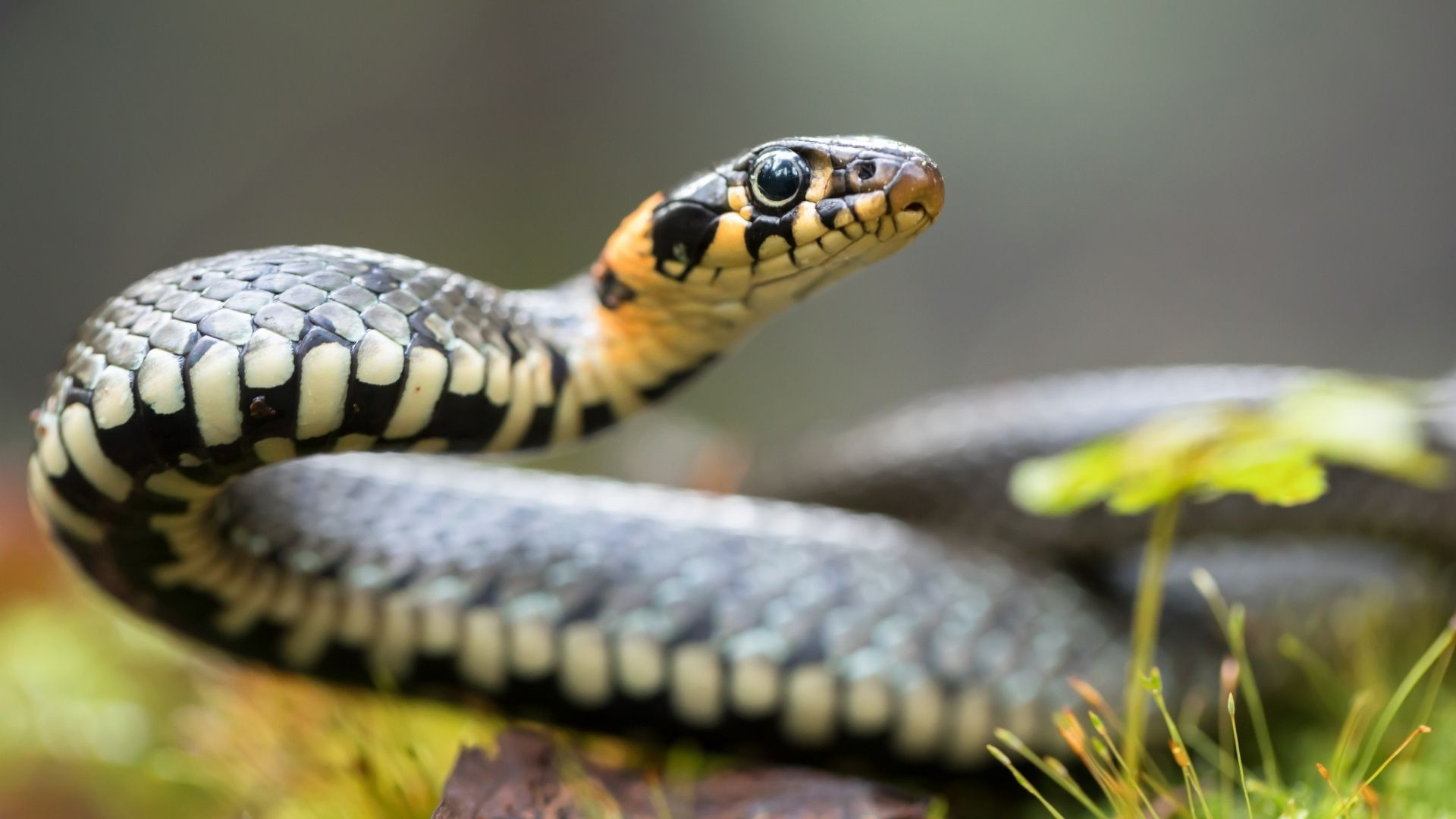Snakes have clitorises, scientists reveal for the first time