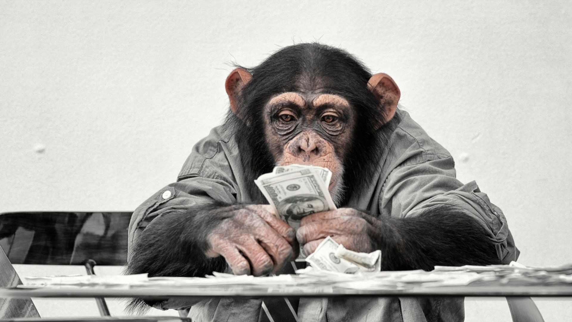 Apes can make rational, economic decisions as humans do, research finds