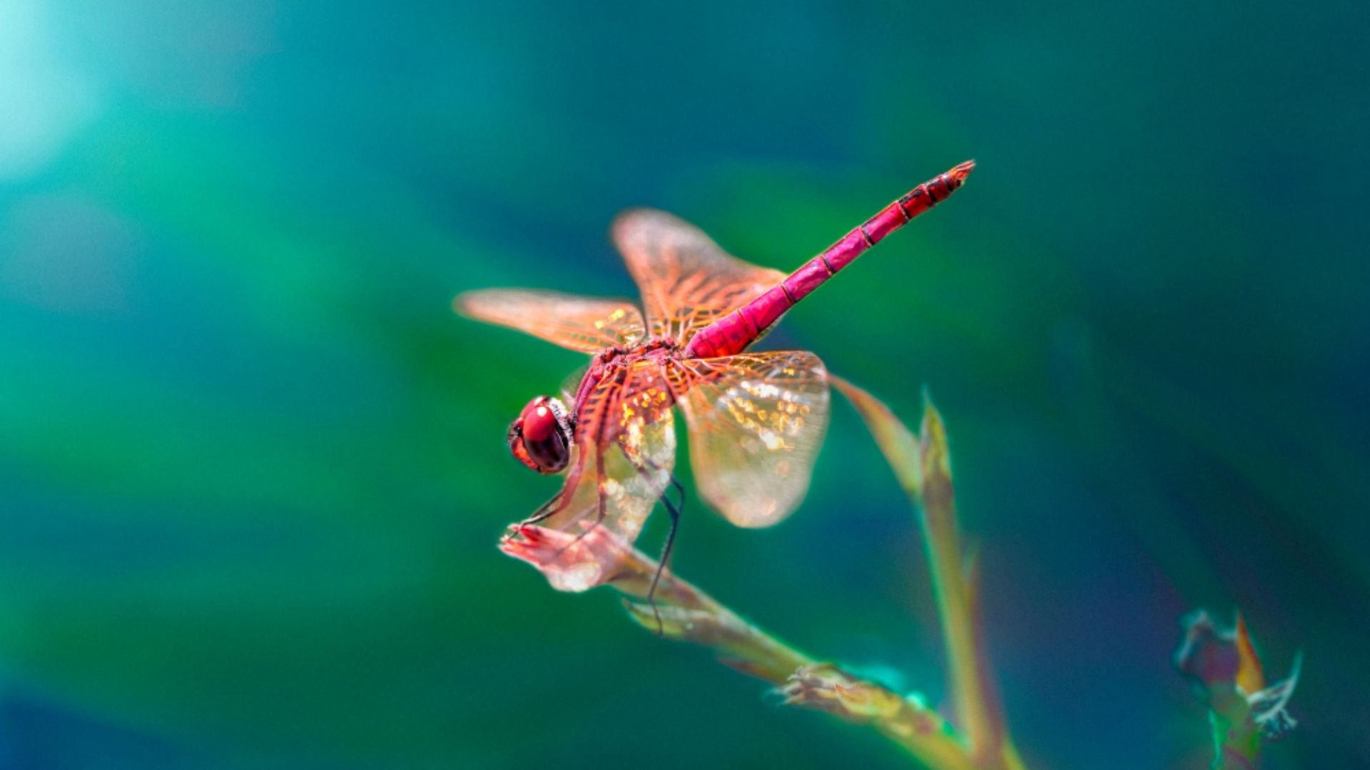 Scientists revealed which animals perceive time fastest