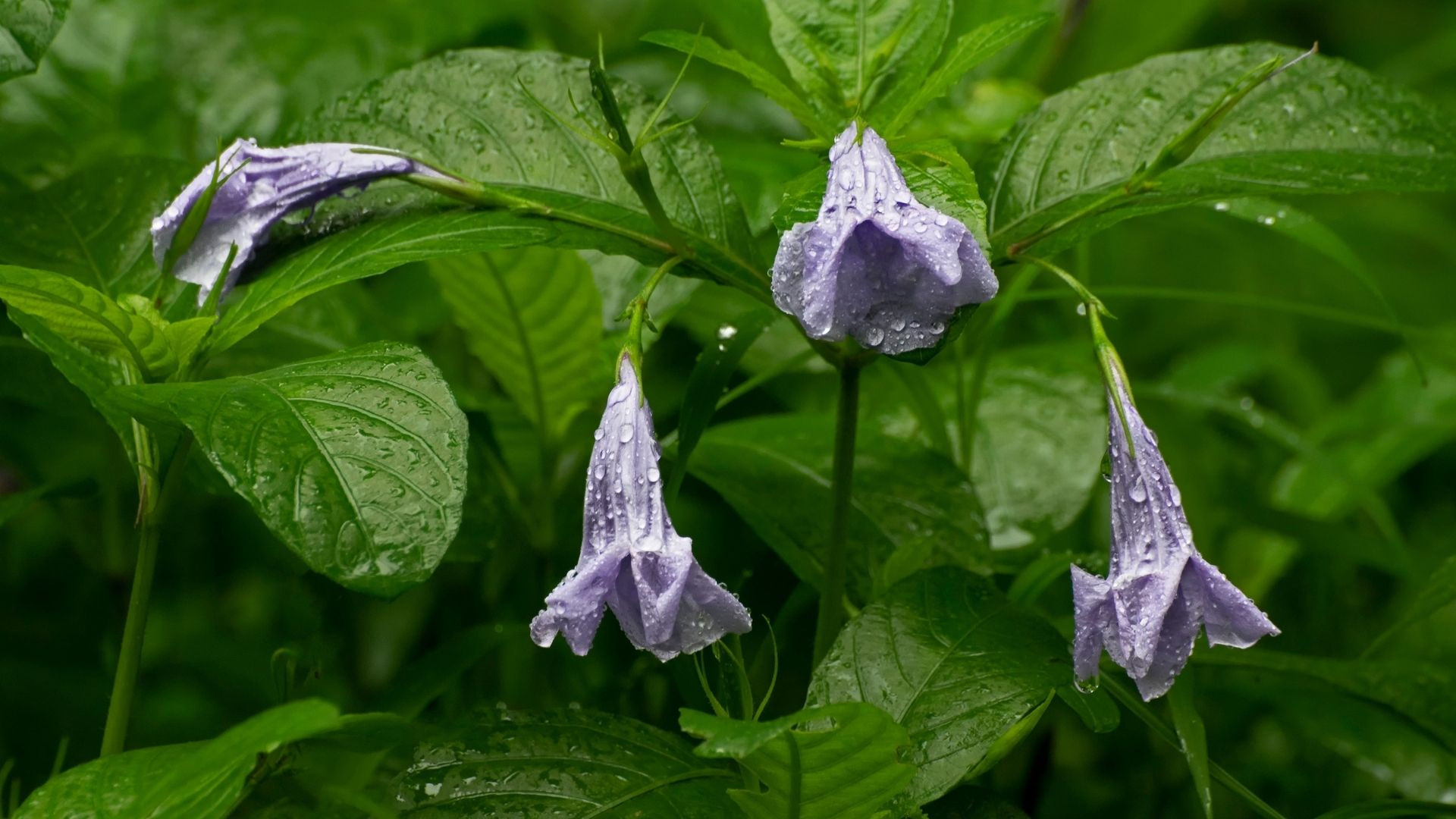 Accidentally harvested weed alongside spinach caused hallucinations in ...