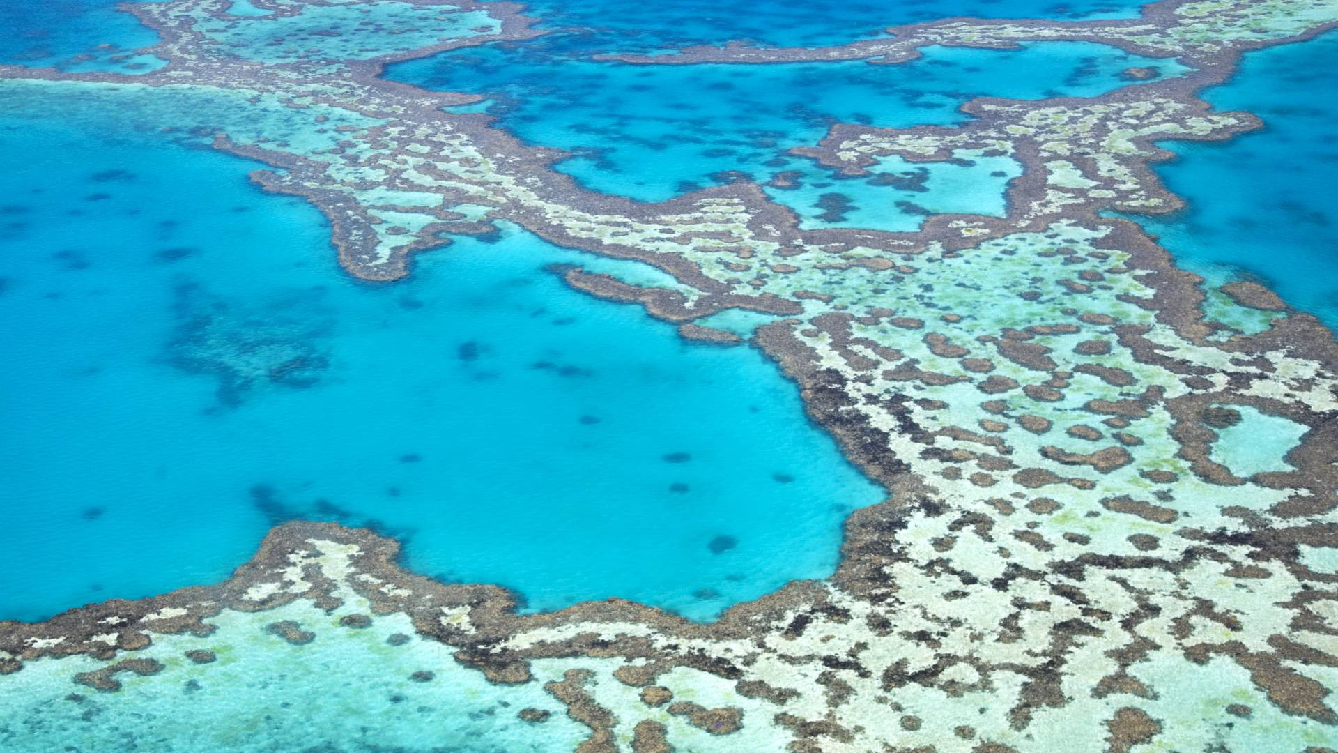 Word first: Australia’s Great Barrier Reef coral frozen for preservation
