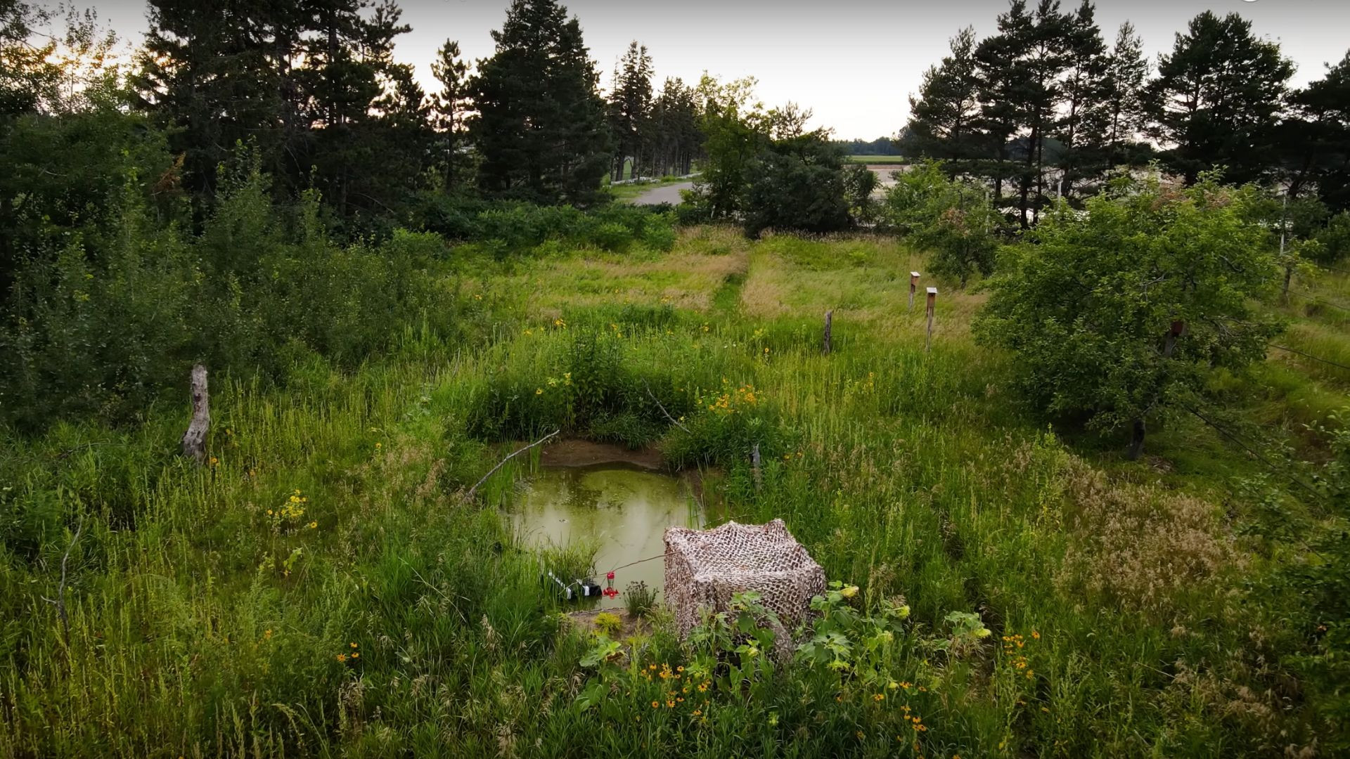 How a wildlife photographer engineered a thriving ecosystem in his backyard