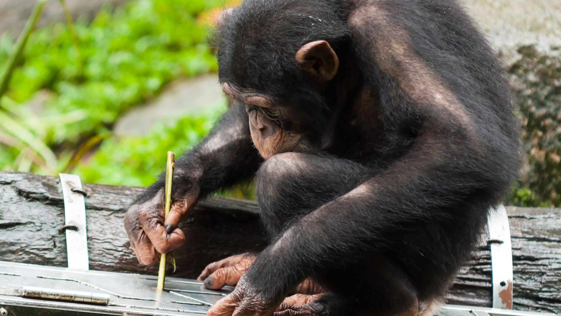 50,000-year-old stone tools were made by monkeys, not ancient humans ...