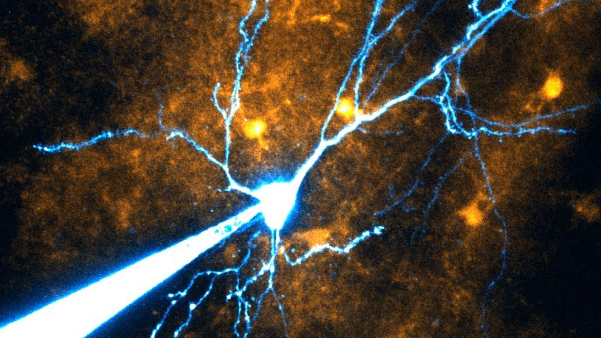 Glial brain cells: the backbone for memory formation