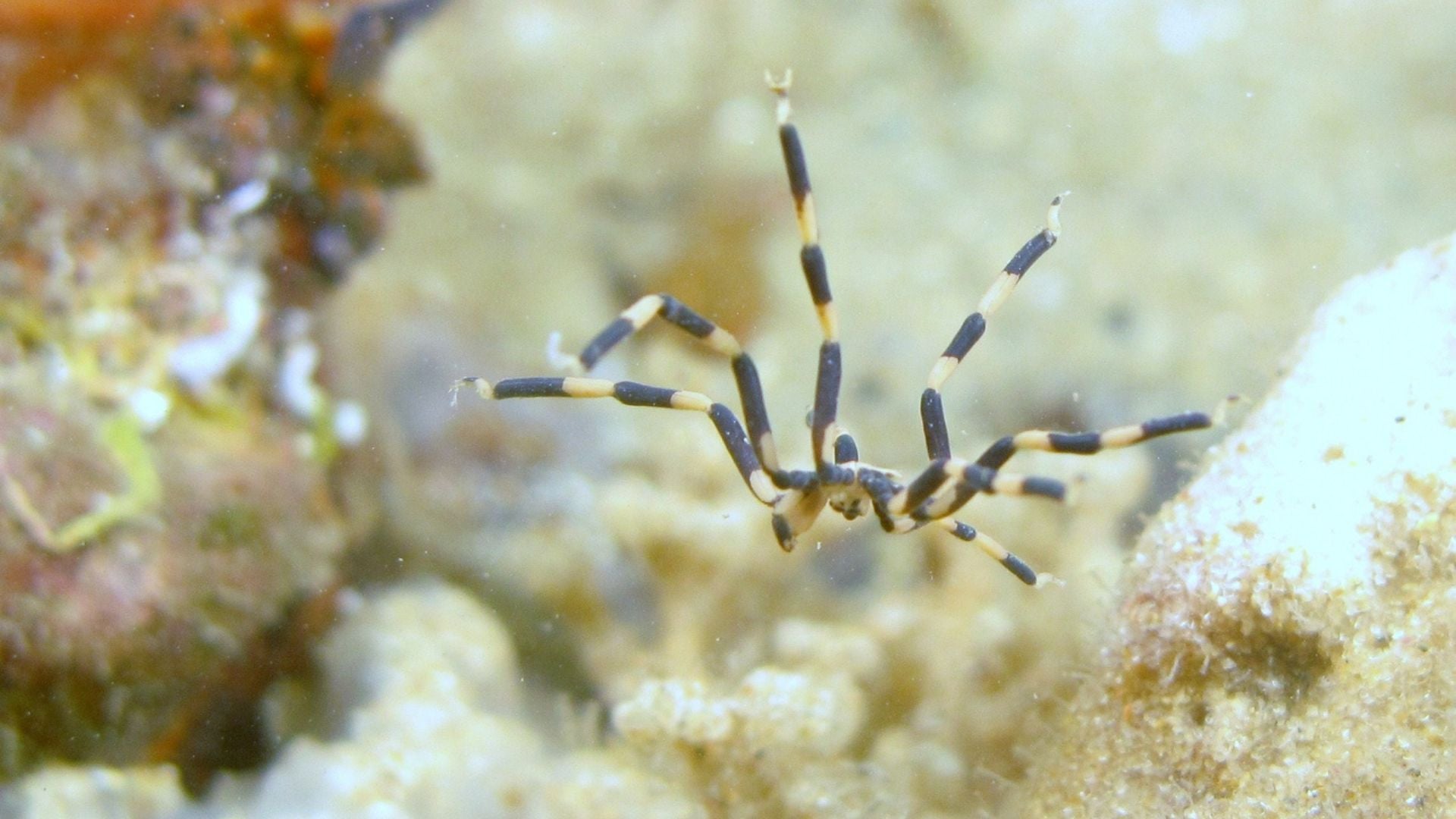 Sea spiders regrow other body parts besides limbs, study shows