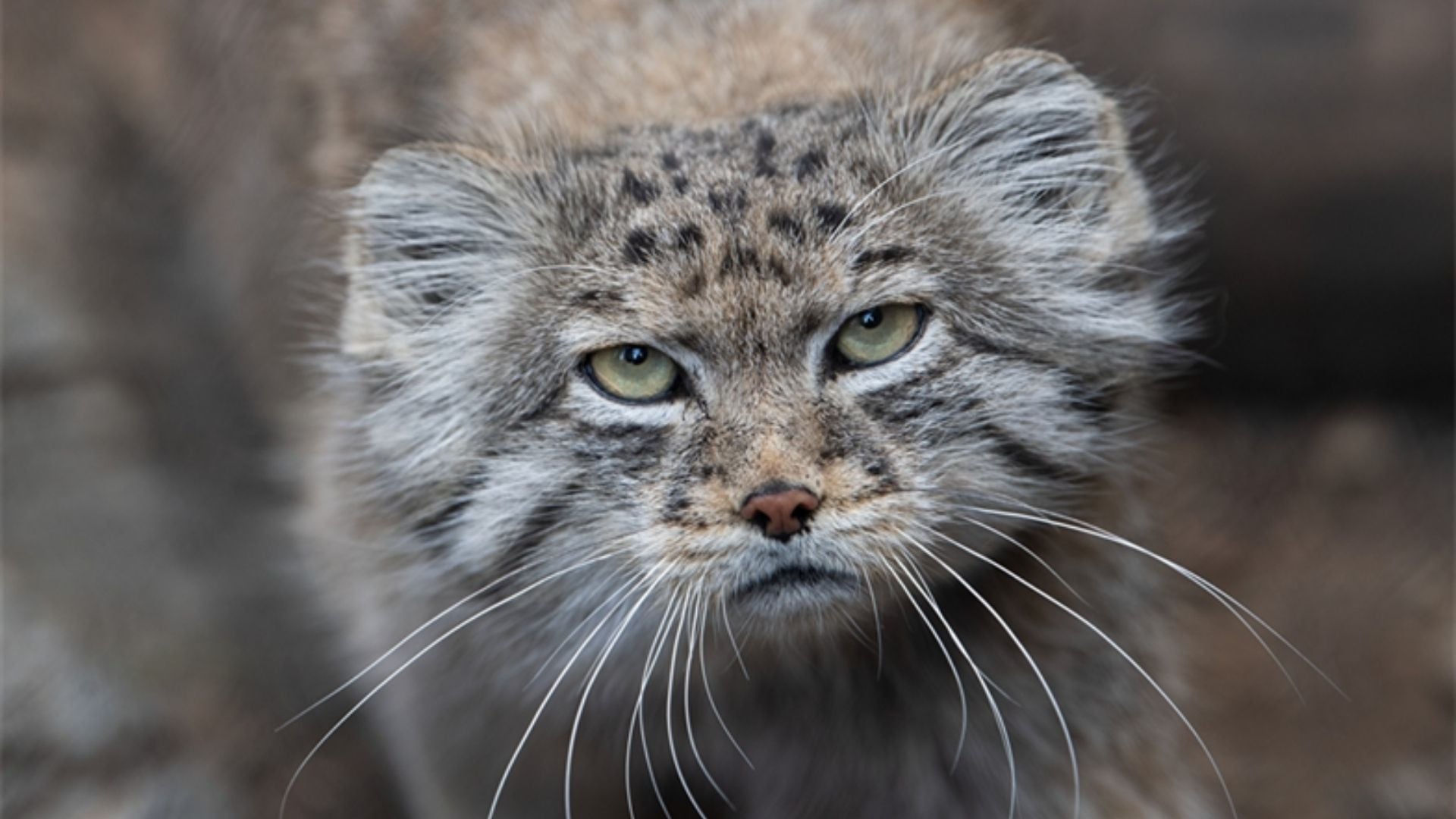 Pallas's cat: Rare species discovered on Mount Everest for the first time