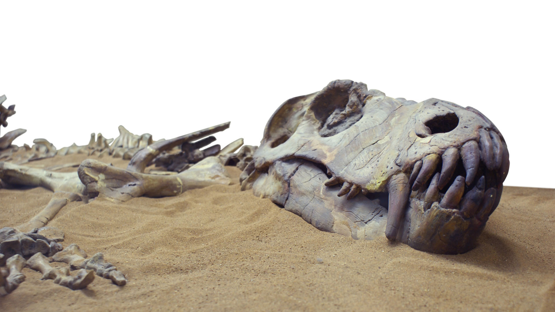 What caused the 'Great Dying' mass extinction? We may finally know