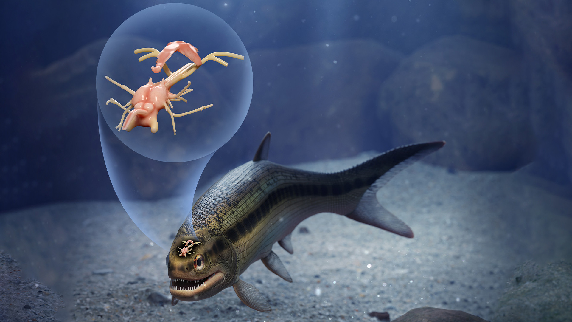 319-million-year-old fish skull holds well-preserved vertebrate brain