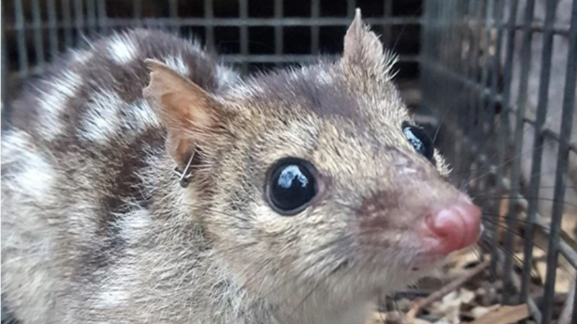Too much sex and lack of sleep lead male quolls to die
