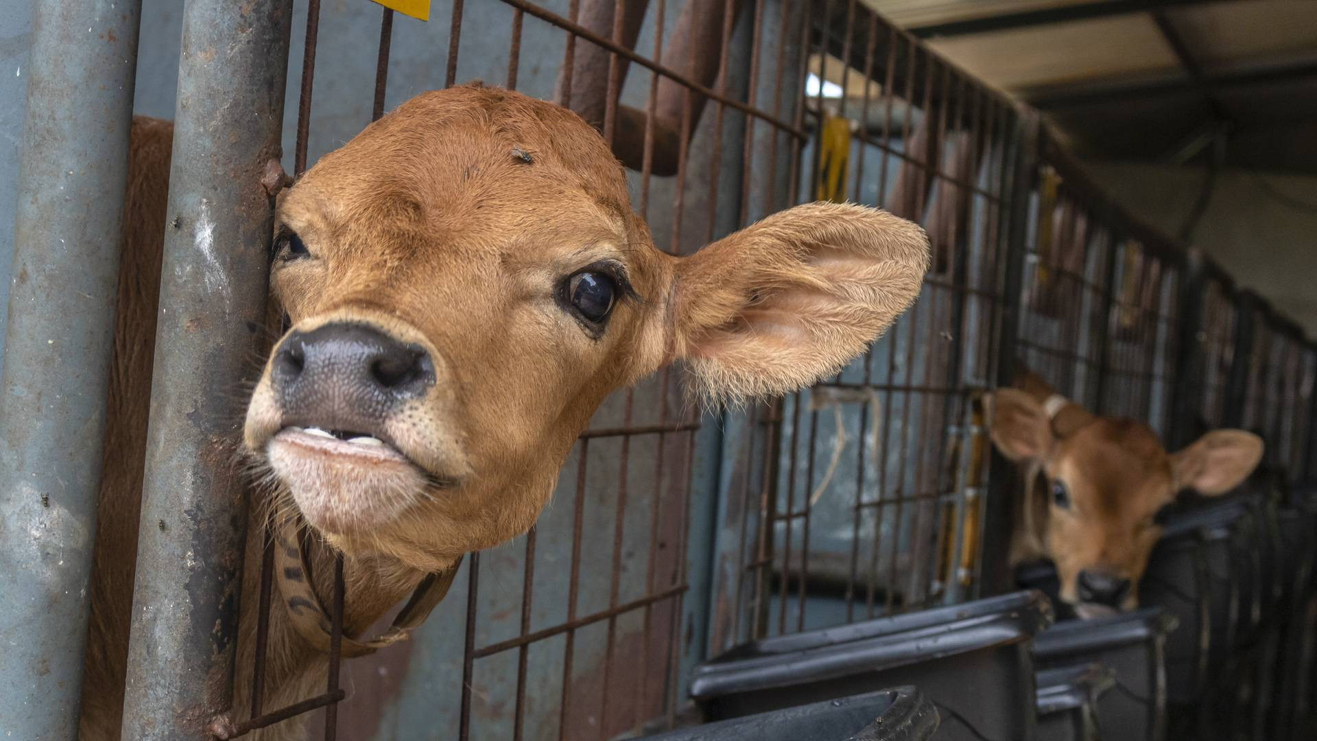 China claims success in milking cloning tech : 3 'super cows' born