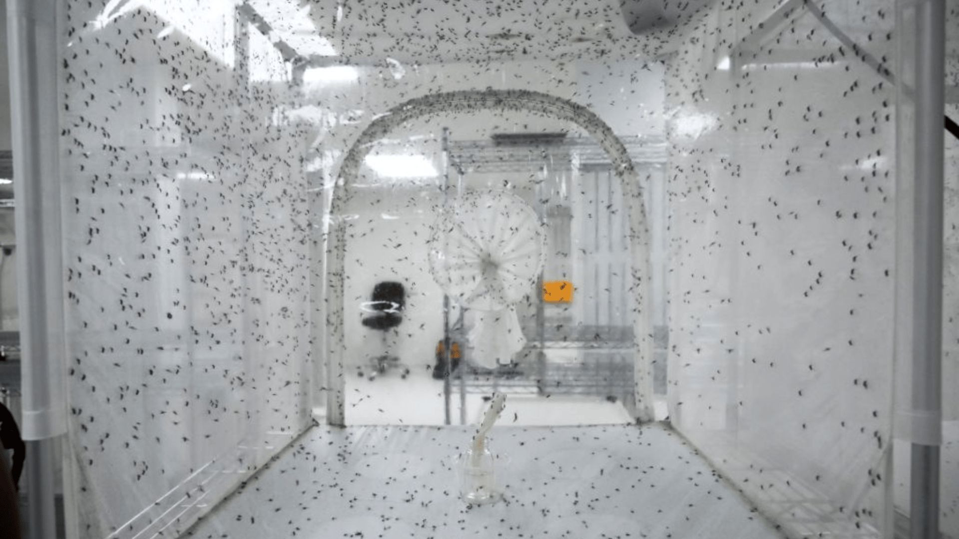 Singapore releases millions of disease-ridden mosquitoes. Here's why