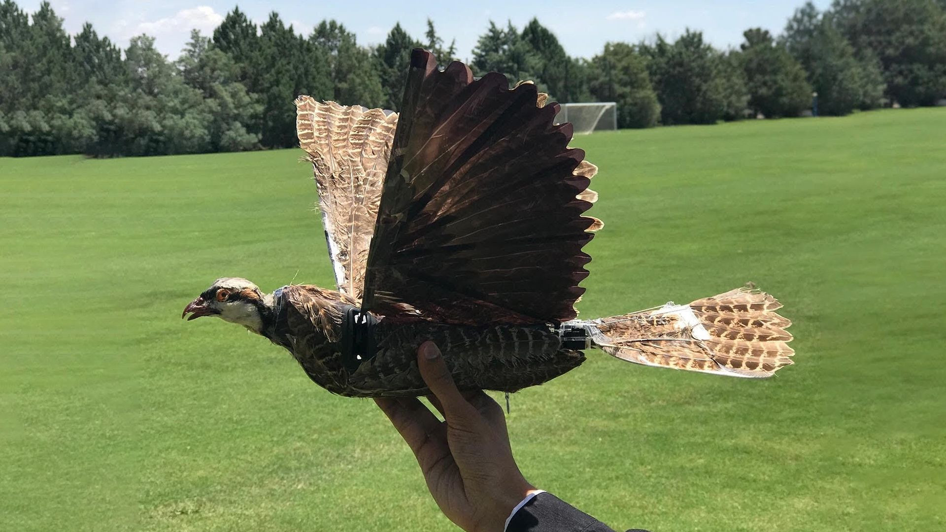 Researchers resurrect dead birds as drones, thanks to taxidermy