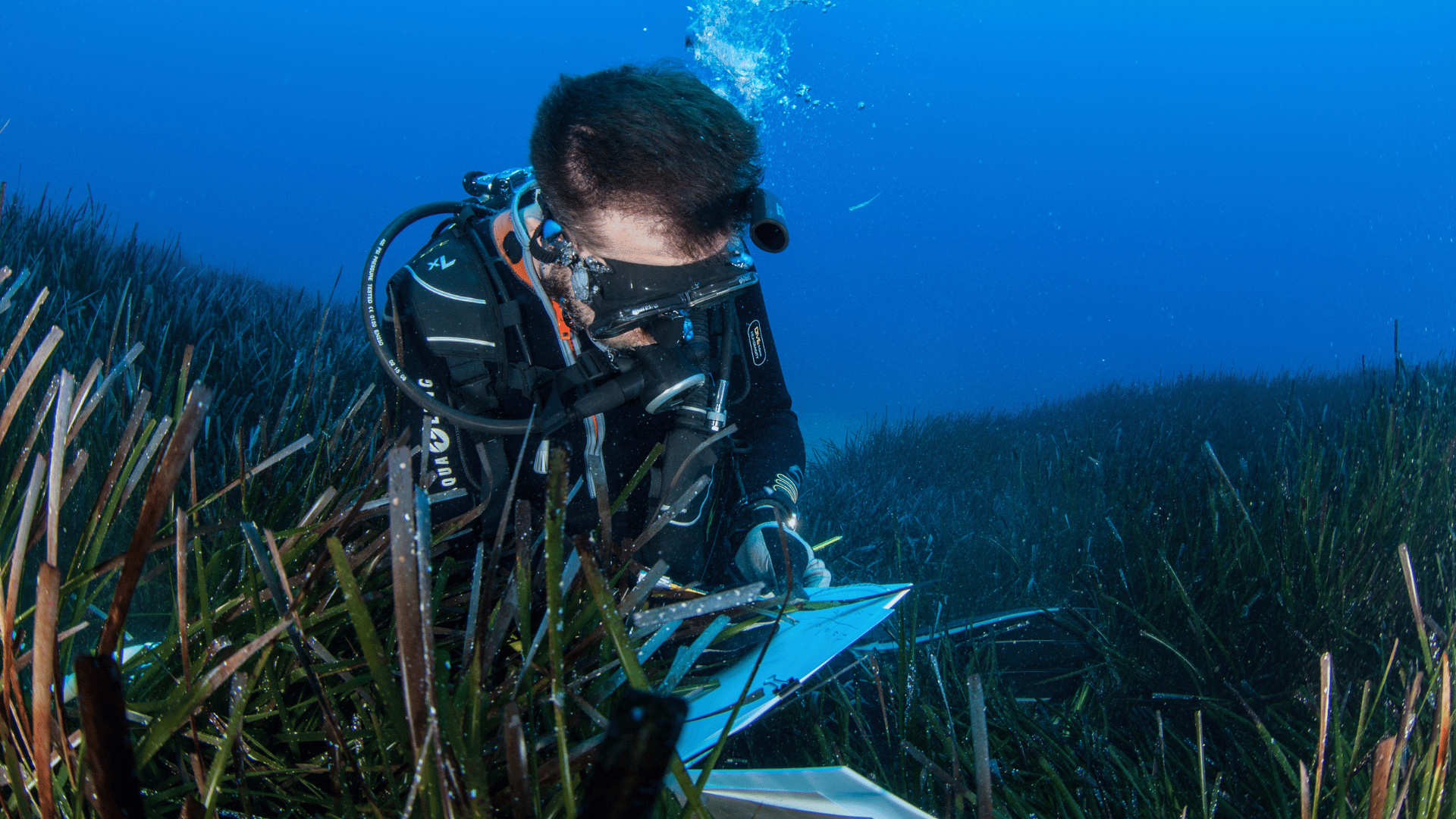 UK's largest seagrass restoration effort begins sowing 5 million seeds