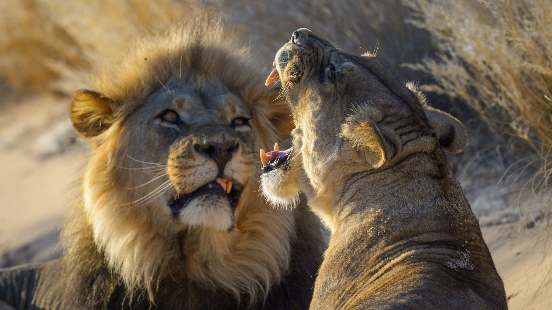 How sexual strife can lead to population collapse if 'good genes' turn bad