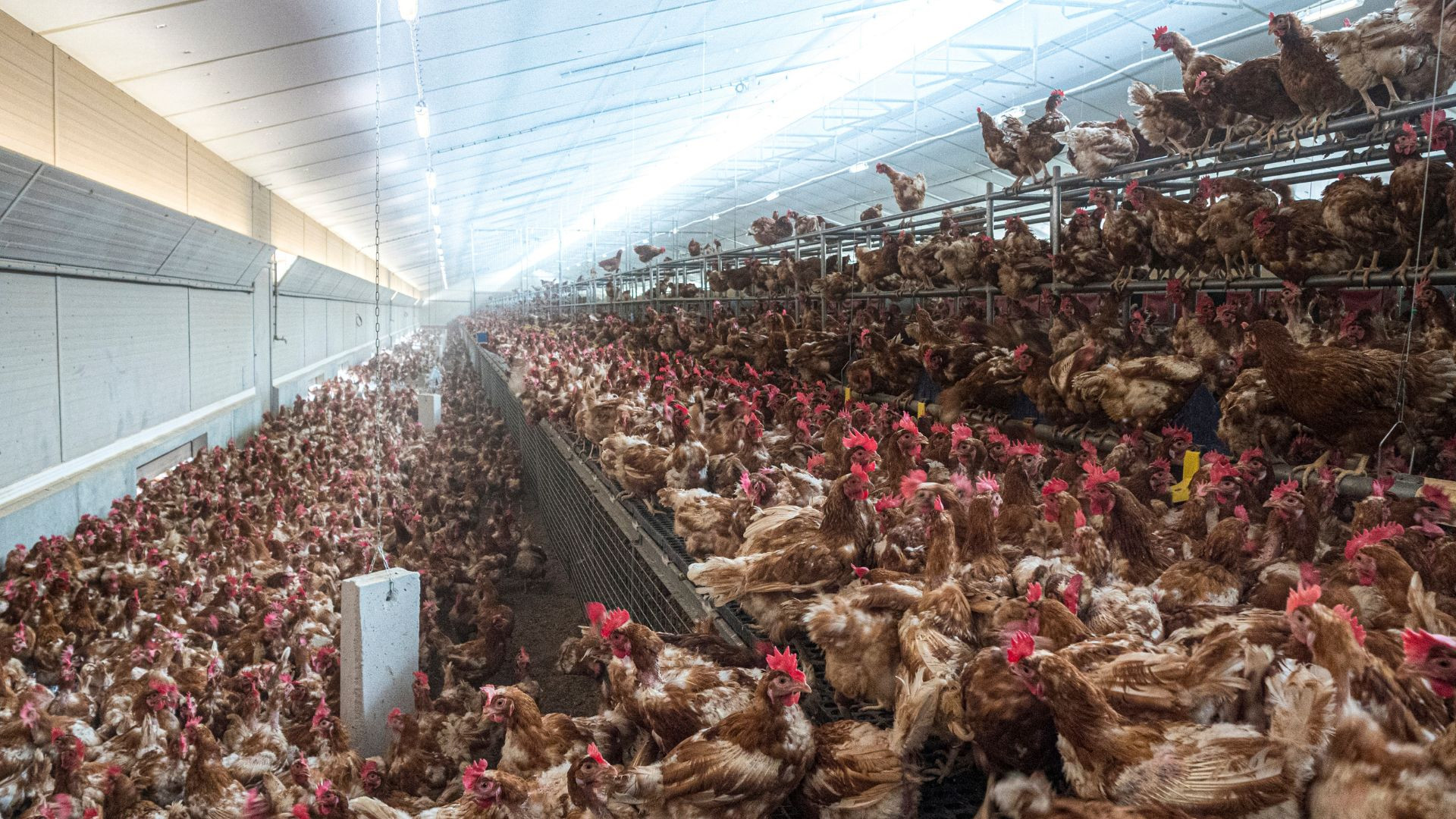 US considers vaccinating poultry against largest outbreak of bird flu