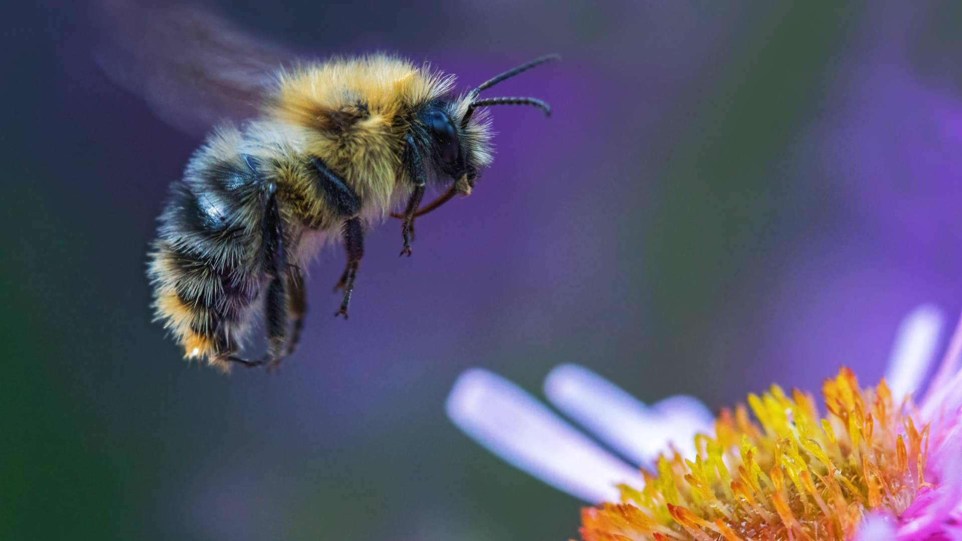 Bumblebees learn their foraging dance from their fellow insects