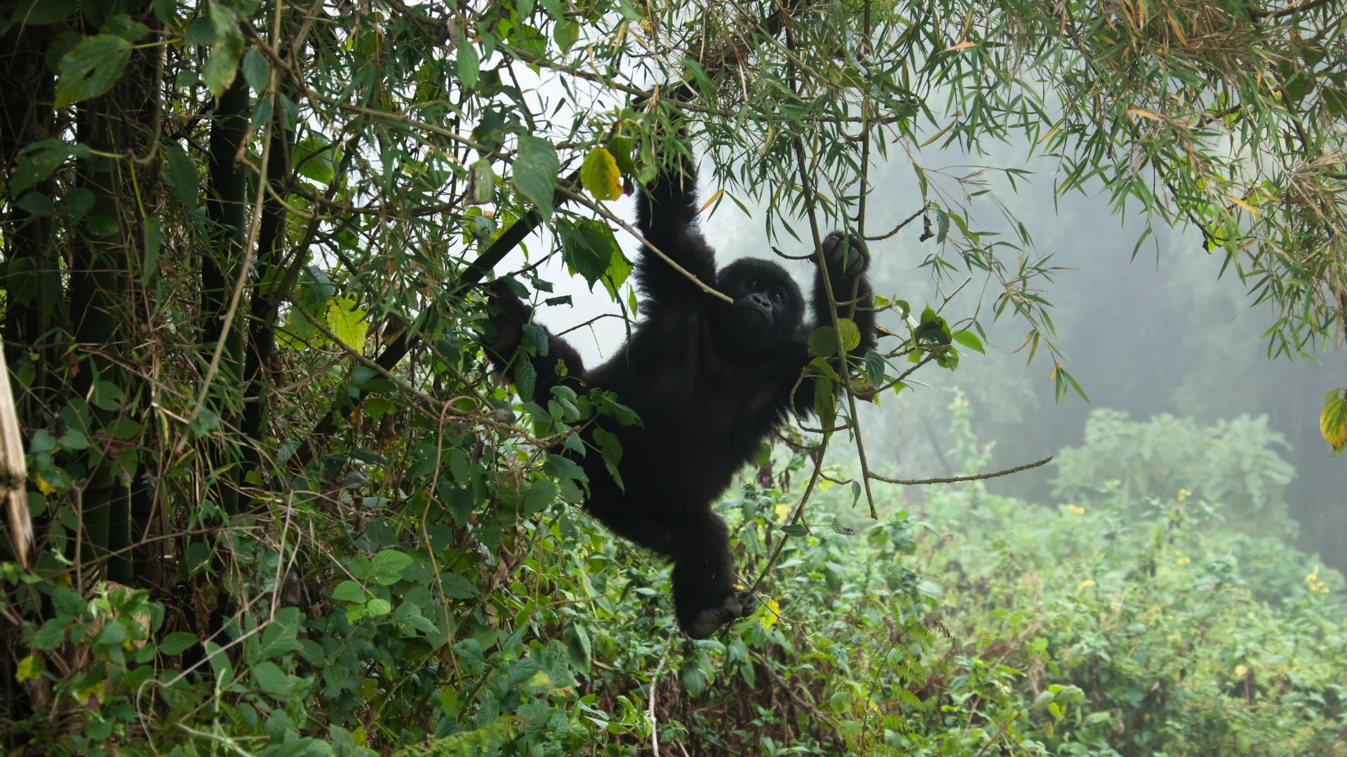 Spinning apes offer insights into the origin of mood manipulation in humans