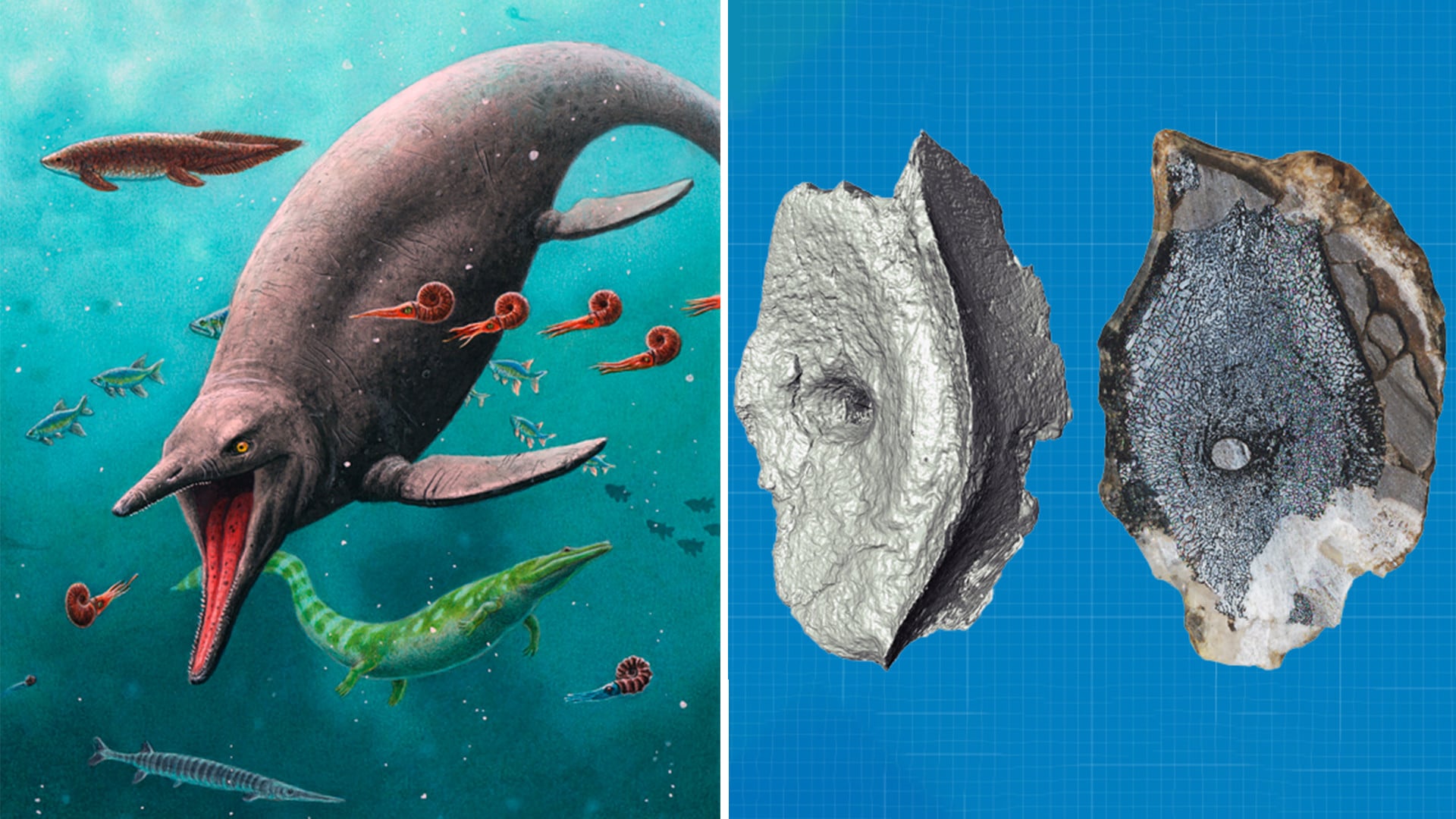 Discovery of oldest ichthyosaur pushes back origin to pre-dinosaur era