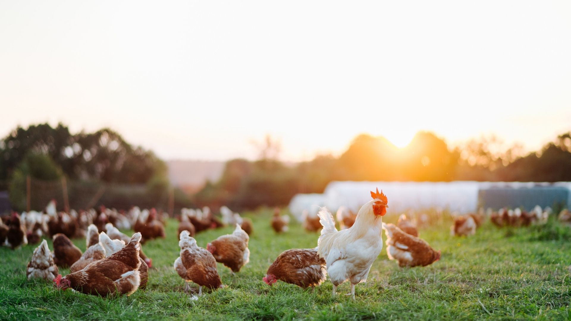 First-ever chicken fitness tracker tells you how active the animals are