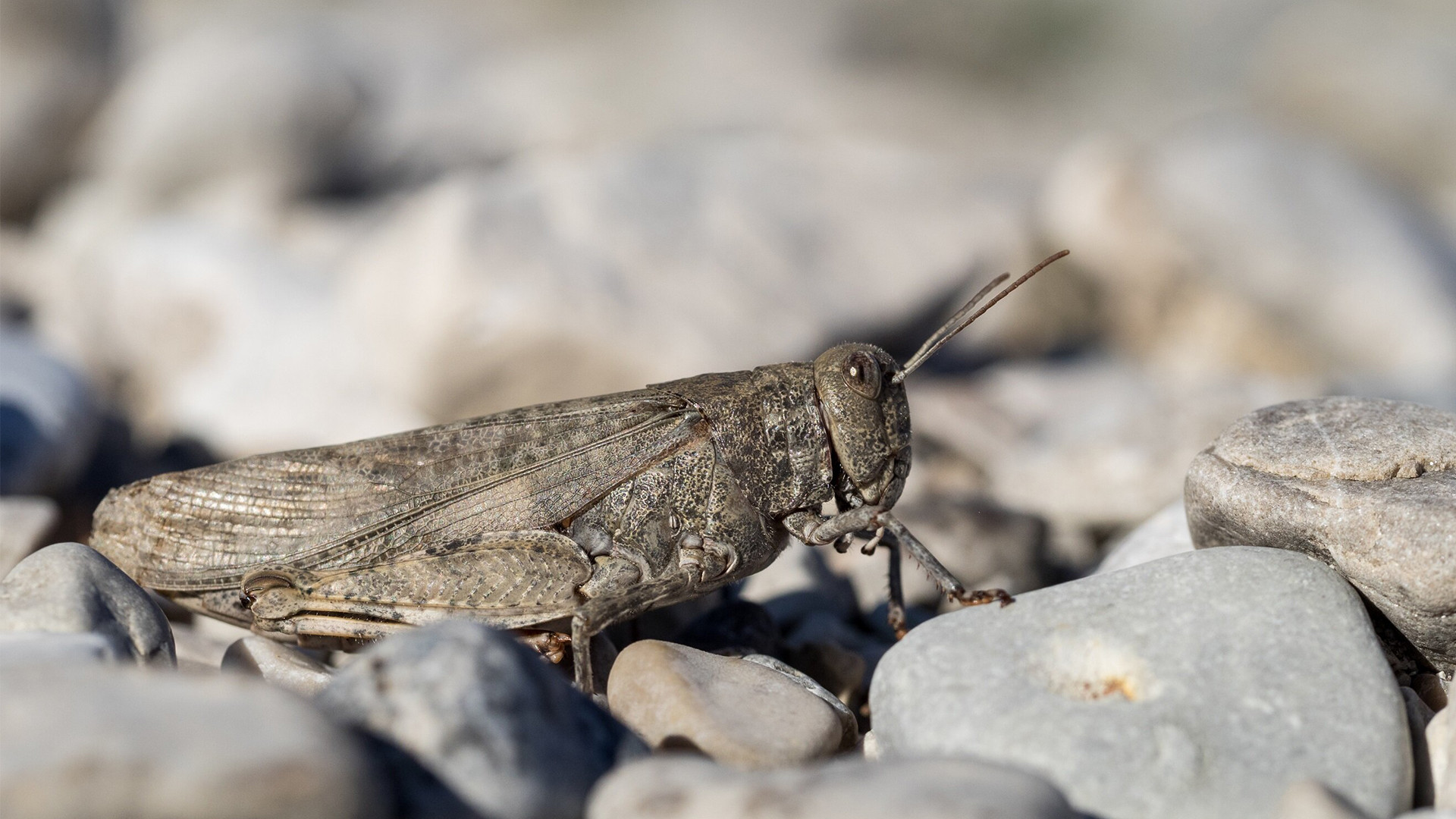 Largest genome of any insect discovered in rare grasshopper from Alps