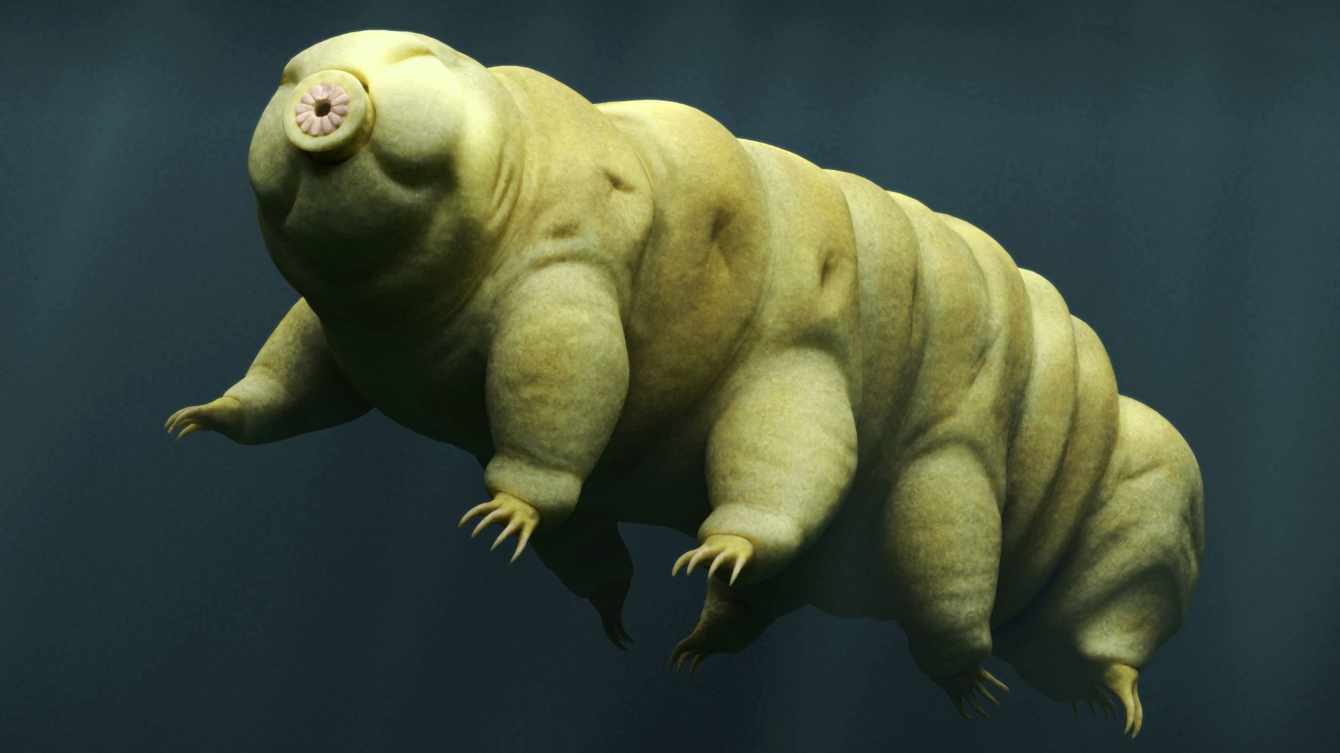 Tardigrade protein can keep medicines stabilized without refrigeration