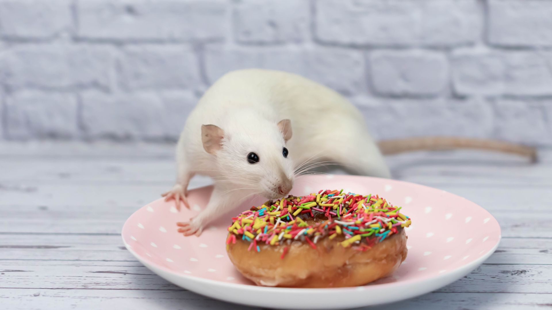 Magic drug prevents weight gain in mice living on a sugary diet
